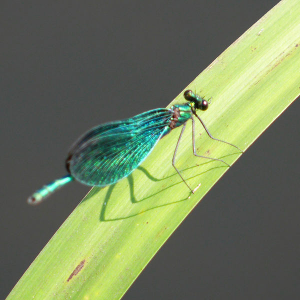 Team & Kontakt - Flächenagentur Brandenburg